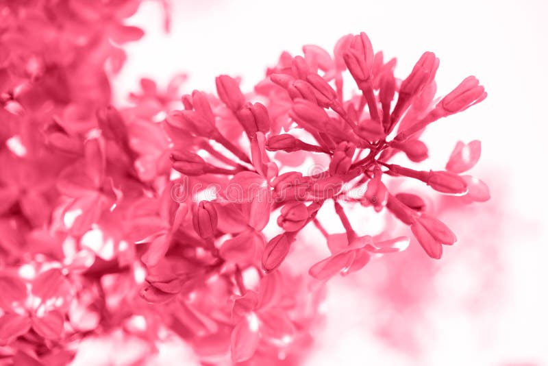 Beautiful Spring Bloom Lilac, Toned in Pink Stock Photo - Image of ...