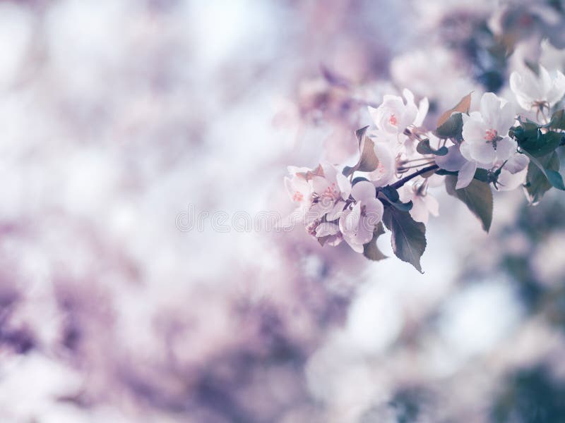 Beautiful Spring Blooming Background with Copy Space Stock Photo ...