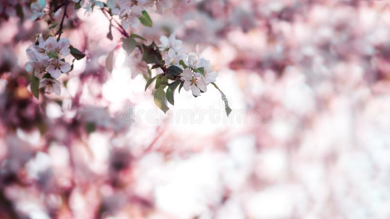 Beautiful Toned Spring Blooming Background Stock Photo - Image of ...