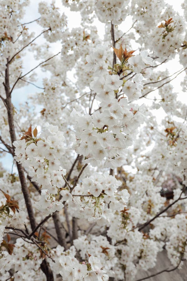 Beautiful Spring Blooming Garden Stock Image - Image of sunny, peach ...