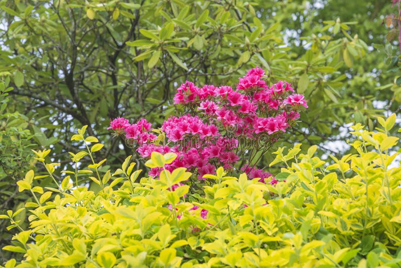 Beautiful Spring Blooming Plants Stock Image - Image of flower ...