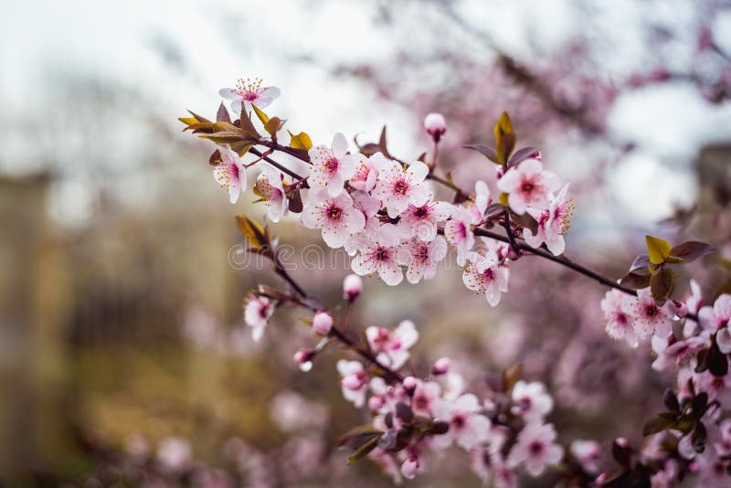 Beautiful Spring Blooming Tree with a Lot of Flowers Stock Image ...