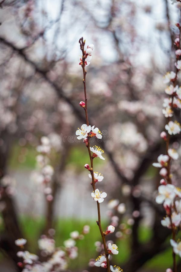 Beautiful Spring Blooming Tree with a Lot of Flowers Stock Image ...