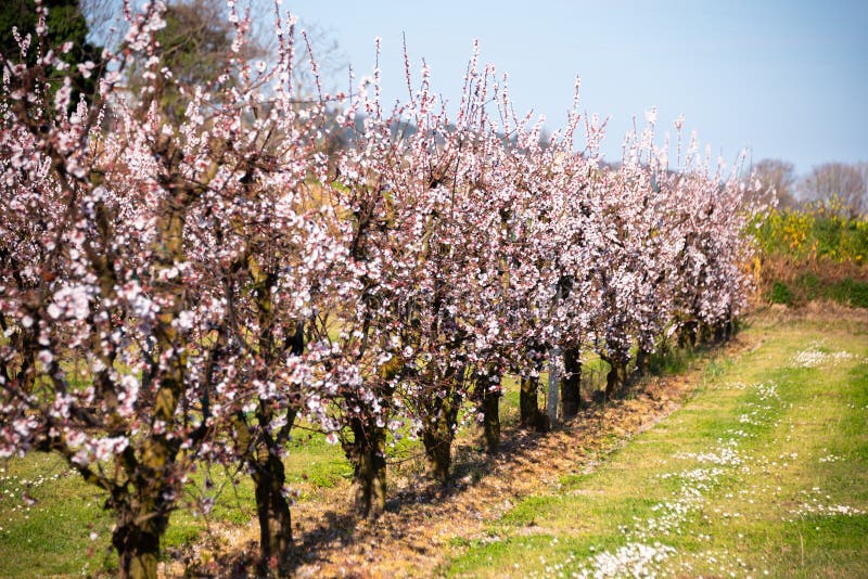 Beautiful Spring Blossom, Cherry Trees with Flowers Stock Photo - Image ...