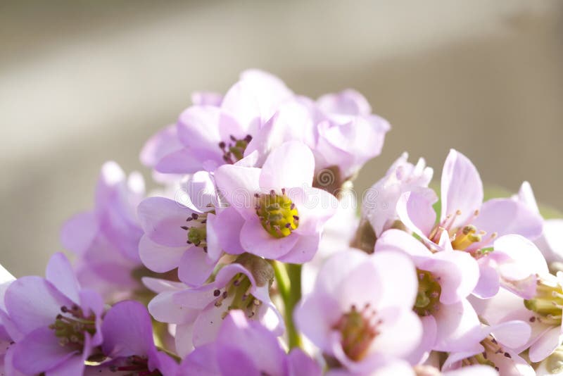 Beautiful spring blossom stock photo. Image of floral - 39285134
