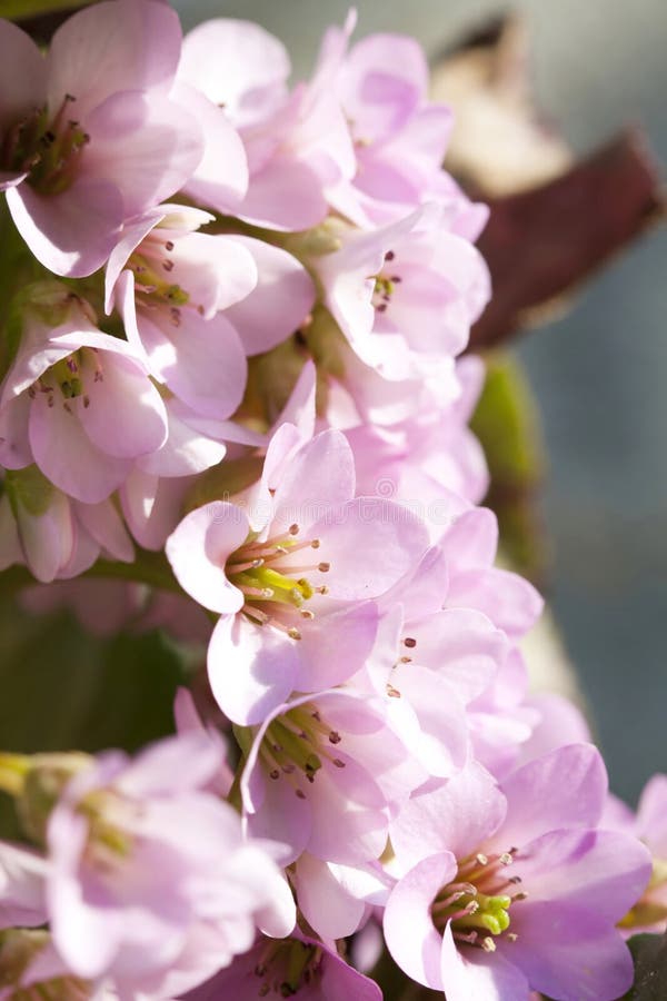 Beautiful spring blossom stock image. Image of natural - 39285153