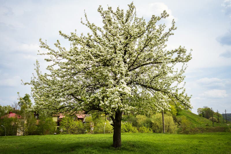 Beautiful Spring Blossoming Pear Tree Stock Image - Image of gardening ...