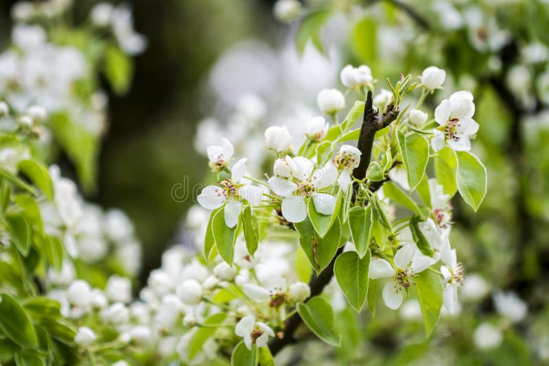 Beautiful Spring Blossoming Pear Tree Stock Photo - Image of nature ...