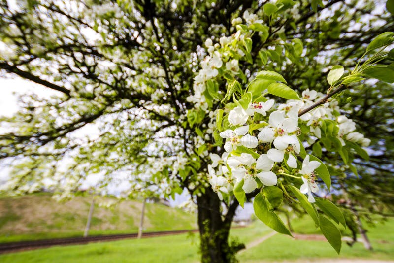 Beautiful Spring Blossoming Pear Tree Stock Photo - Image of gardening ...