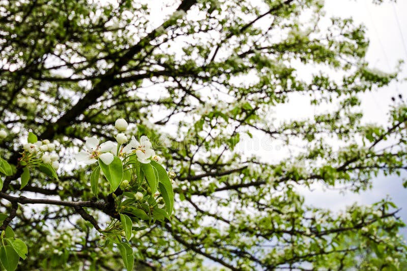 Beautiful Spring Blossoming Pear Tree Stock Photo - Image of botanical ...