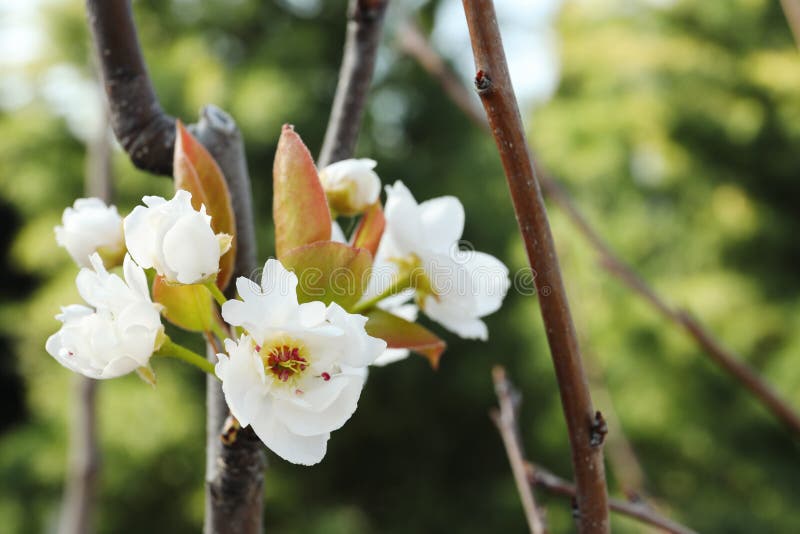 Beautiful Spring Blossoms on Tree in Garden, Closeup. Space for Text ...
