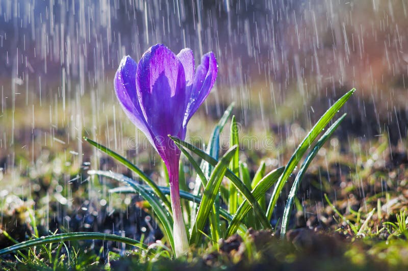 Beautiful Spring Blue Crocus in the Spring Rain Stock Image - Image of ...