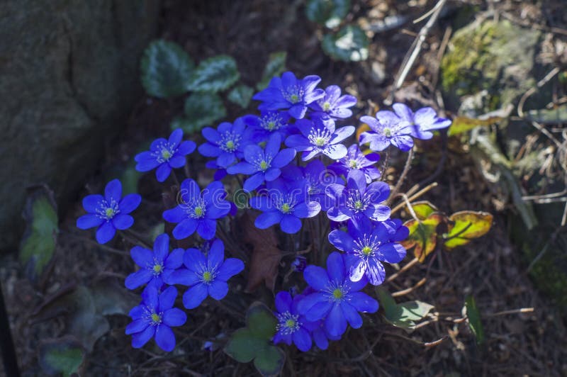 Beautiful Spring Blue Flowers Stock Photo - Image of floral, purple ...