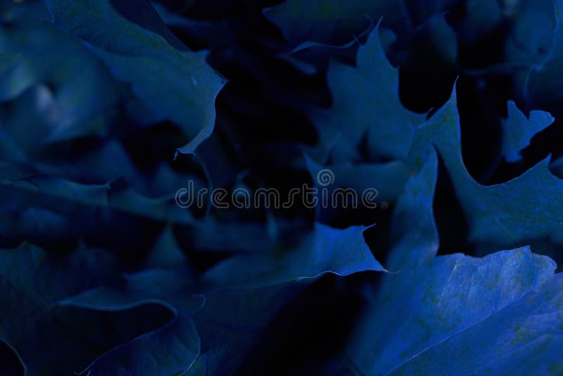 Beautiful Spring Blue Leaves of Maple Tree Solid Background Stock Image ...