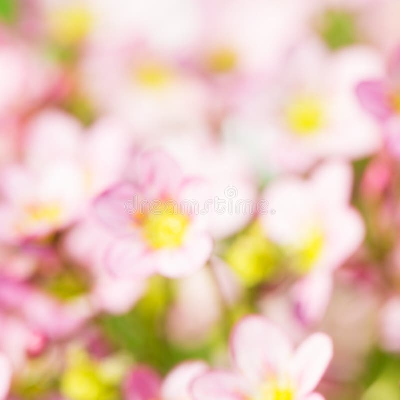 Beautiful spring bokeh stock photo. Image of bokeh, sunlight - 40343024