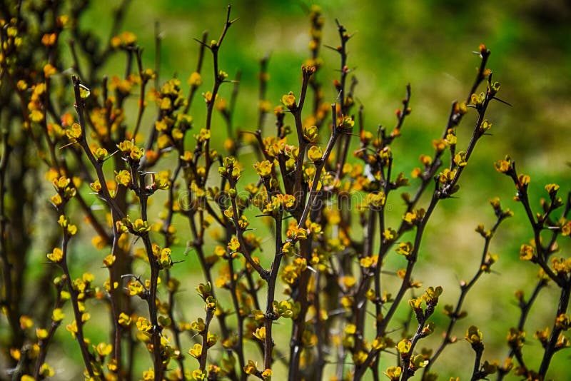 Spring Bush Full of Twigs with Young Delicate Light Green Leaves Stock ...