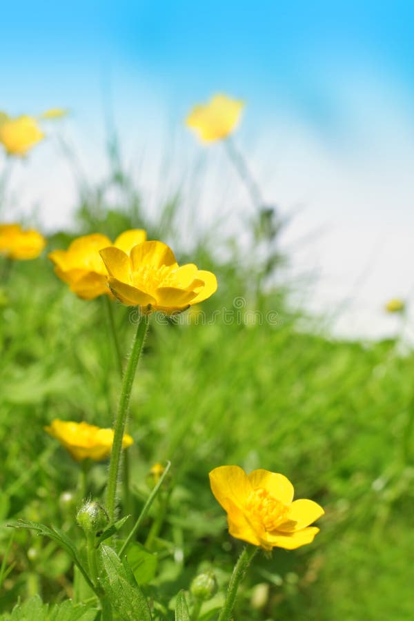 Spring Flowers stock image. Image of beautiful, grass, beauty - 793501