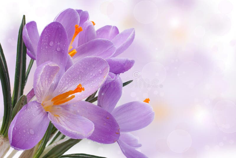 Crocus Spring Flowers stock photo. Image of elegant, design - 24125386