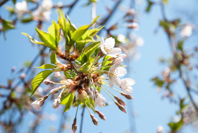 Beautiful Spring Cherry Branch Stock Image - Image of blossom, beauty ...