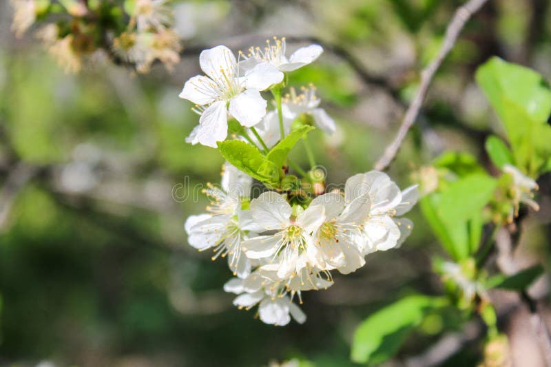 Beautiful Spring Cherry Tree Blossom. Close-up of White Cherry Tree Branches Blossom in Spring ...