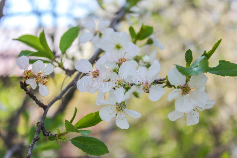 Beautiful Spring Cherry Tree Blossom. Close-up of White Cherry Tree ...