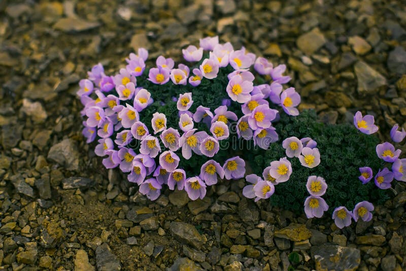 Beautiful spring colors stock photo. Image of branch - 42477046