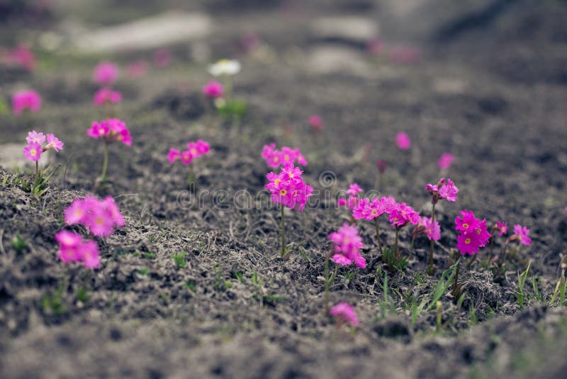 Beautiful spring colors stock photo. Image of blossoms - 42303512