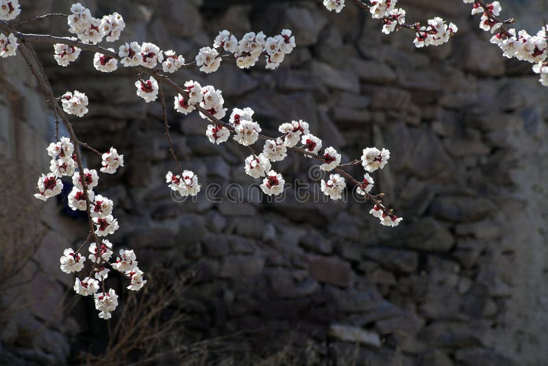 Spring Composition with White Flower Stock Photo - Image of blossom ...