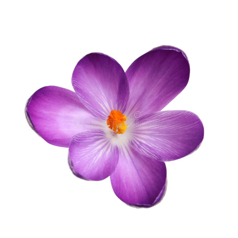 Beautiful Spring Crocus Flowers and Card on White Background, Top View ...