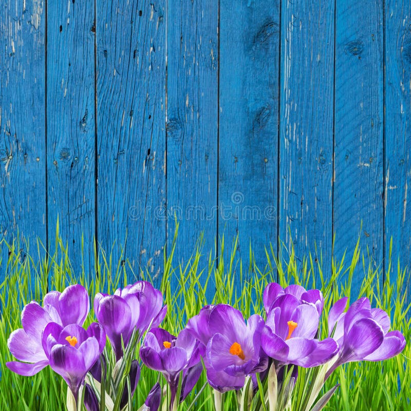 Spring crocus flowers stock image. Image of blossom, concept - 38501485