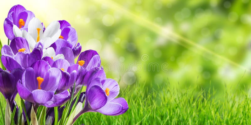 Spring crocus flowers stock image. Image of blossom, concept - 38501485