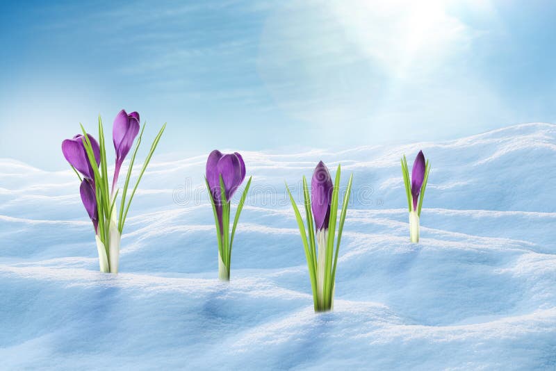 Beautiful Spring Crocus Flowers Growing through Snow Outdoors Stock ...