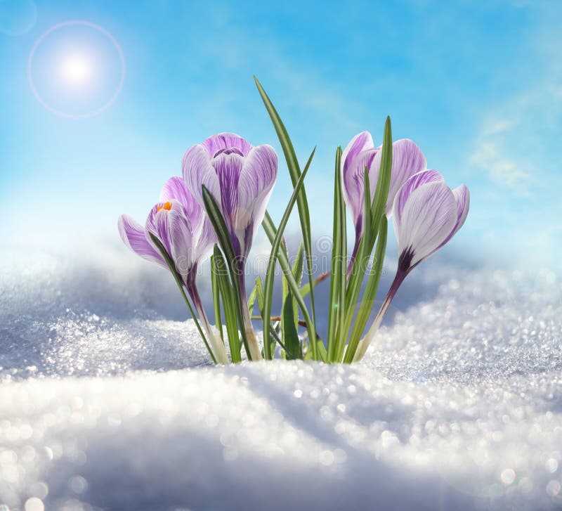 Beautiful Spring Crocus Flowers Growing through Snow Outdoors Stock ...