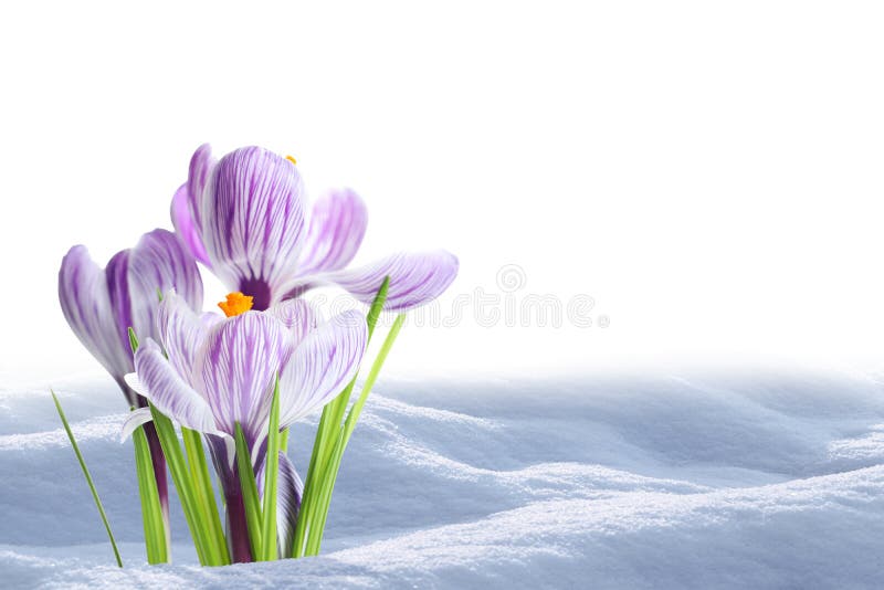 Beautiful Spring Crocus Flowers Growing through Snow, Space for Text ...