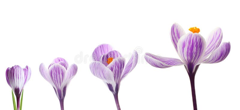 Beautiful Spring Crocus Flowers on White Background, Banner Design ...