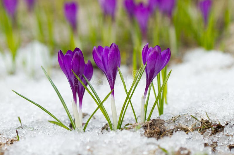 Crocus in snow stock photo. Image of wild, snow, plant - 29799014