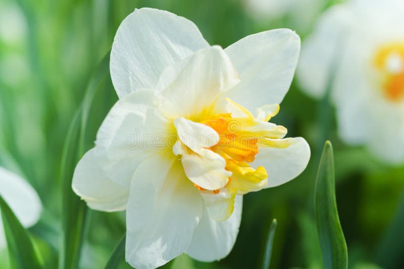 Beautiful spring daffodil stock photo. Image of delicate - 182335828
