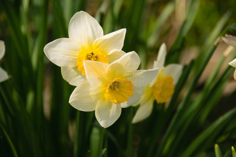 Beautiful Spring Daffodil Flowers in Sunny Weather Stock Photo - Image ...