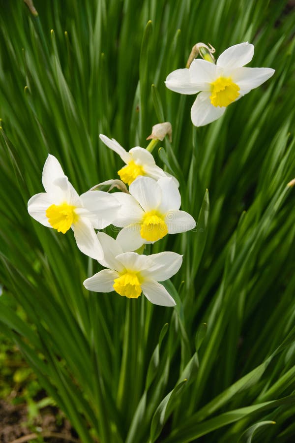Beautiful Spring Daffodil Flowers in Sunny Weather Stock Image - Image ...