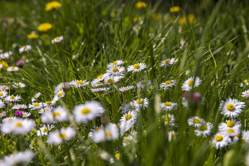 Beautiful Spring Daisies in the Green Grass Stock Photo - Image of ...