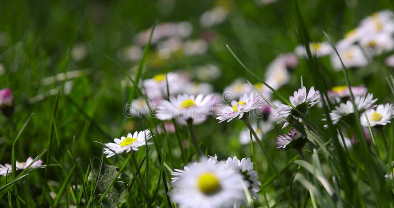 Beautiful Spring Daisies in the Green Grass Stock Video - Video of ...