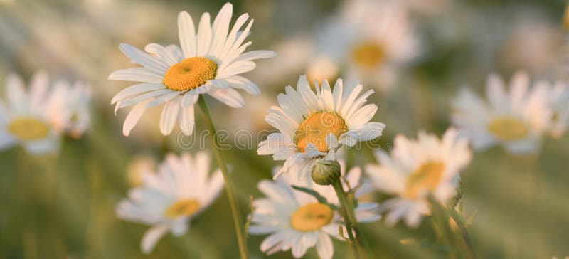 Beautiful Spring Daisy Flower in Meadow Stock Photo - Image of ...