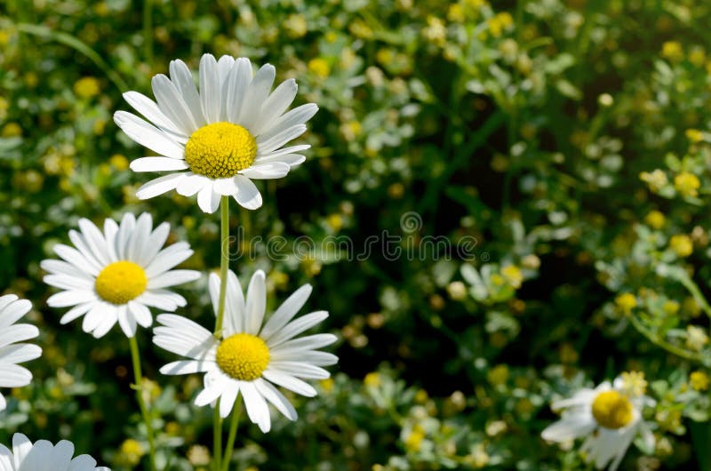 Beautiful Spring Daisy Flowers Stock Photo - Image of grey, landscape ...