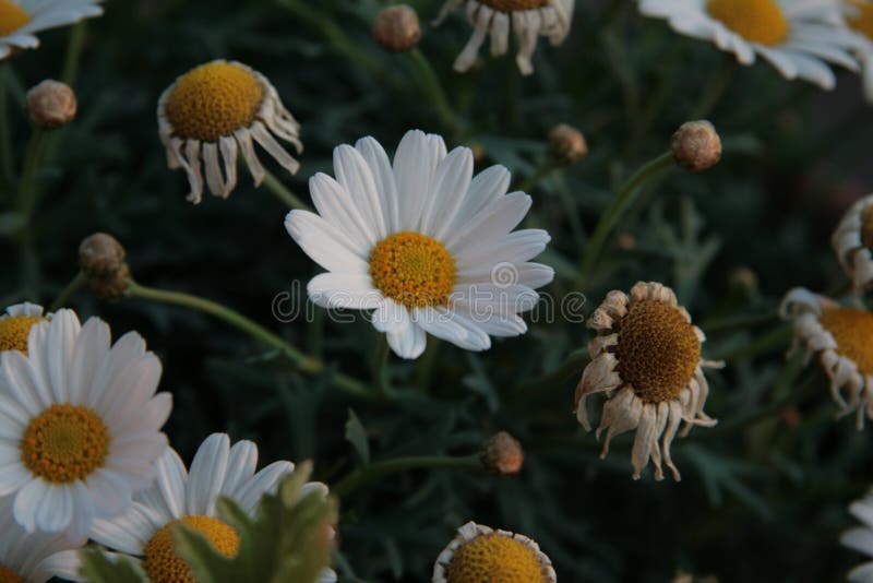 Beautiful Spring Daisy in the Garden. Stock Photo - Image of nature ...