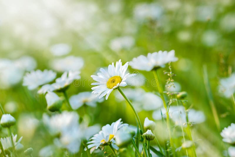 Beautiful spring daisy stock image. Image of daisy, april - 37346623