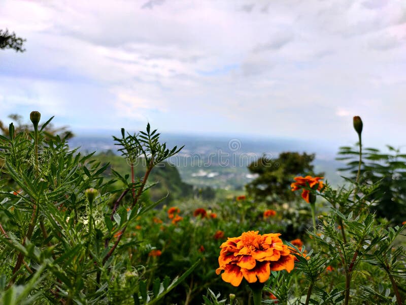 Beautiful Spring day stock photo. Image of garden, plant - 218975452