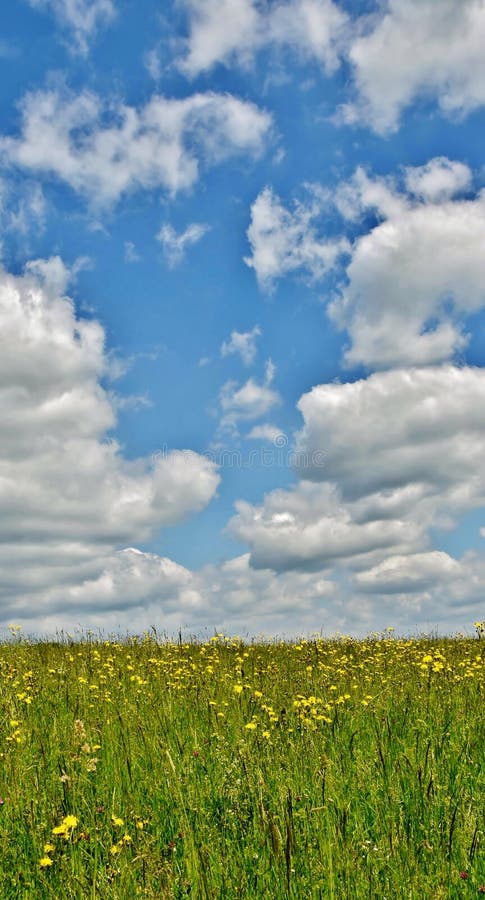Beautiful spring Day stock photo. Image of sunshine, wildflowers - 94136562