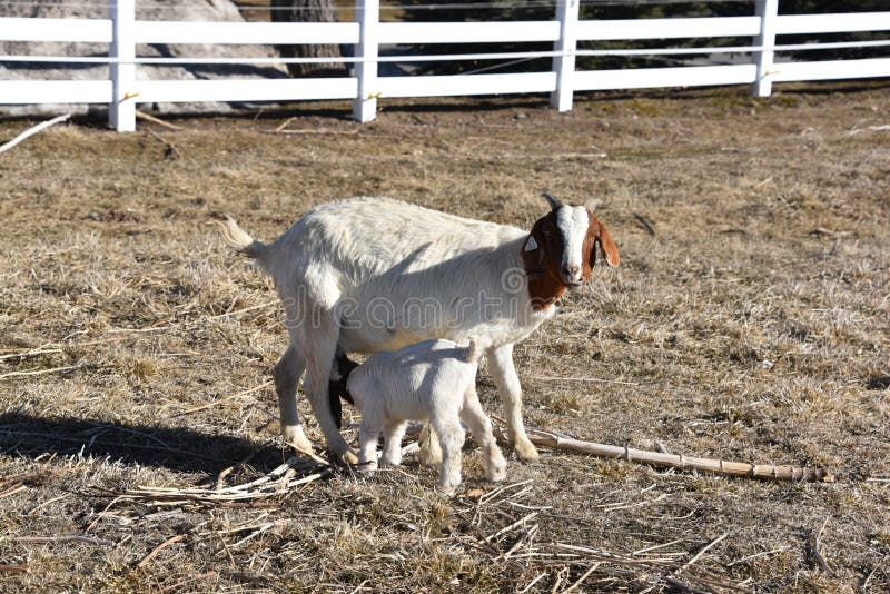 Beautiful Spring Day with Mother Goat and Baby Stock Image - Image of ...