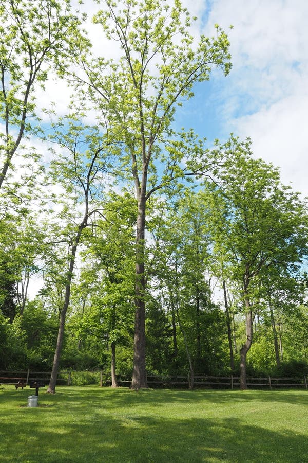 A Beautiful Spring Day at the Park. Stock Image - Image of spring, blue ...