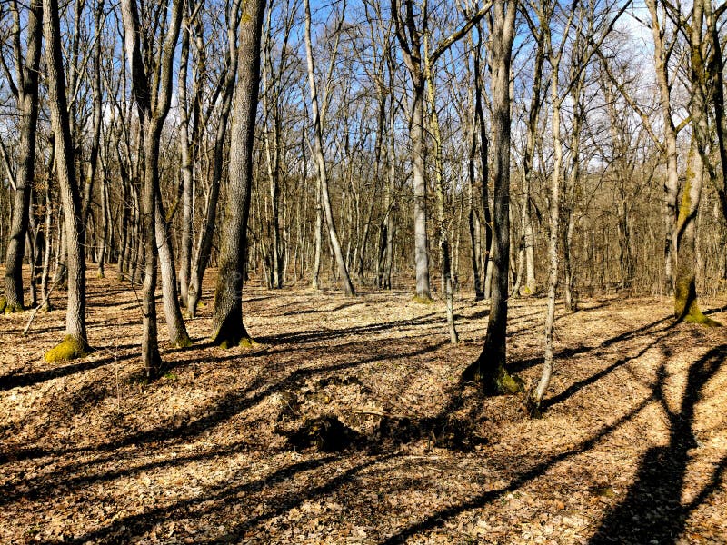Spring Wet Deciduous Forest with Standing Water Stock Photo - Image of ...